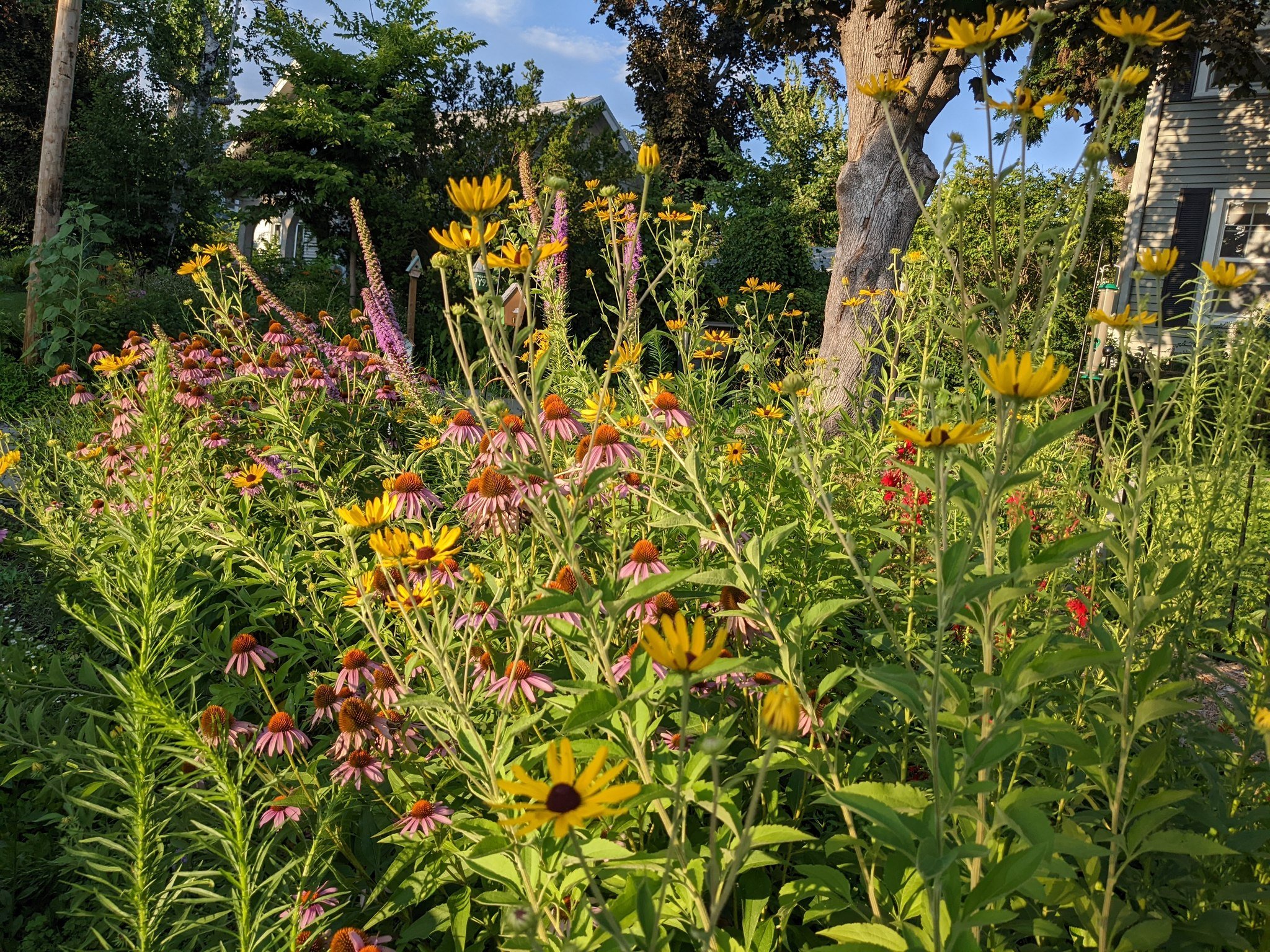 Iowa Native Gardener – Iowa Native Gardener