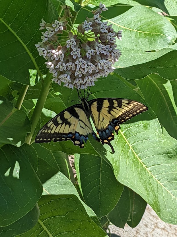 Where to Find Native Plants for Your Garden (and where not to) – Iowa ...