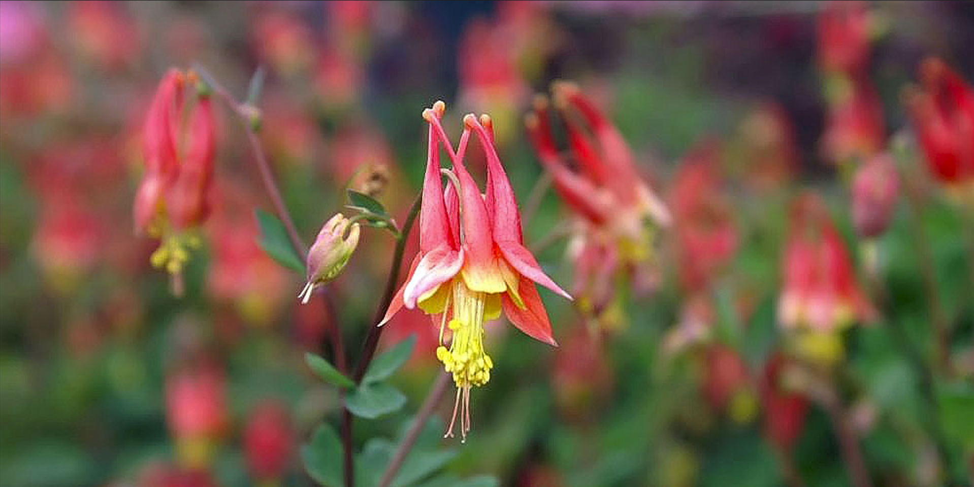 Nine Essential Spring Flowers for Your Midwestern Pollinator Garden ...