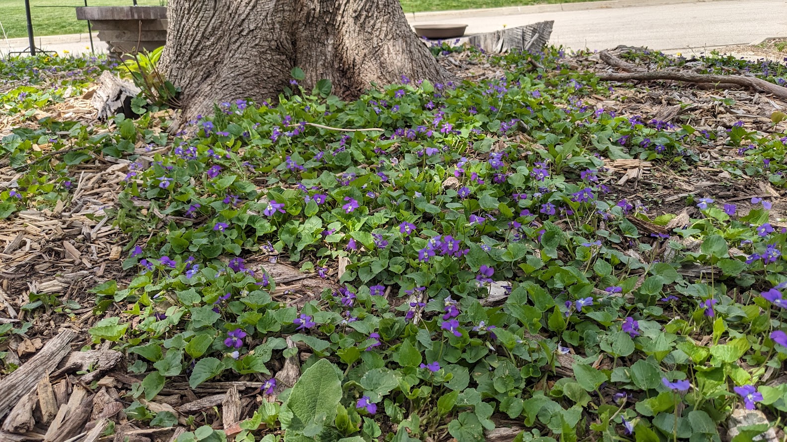 Wild Violets – The Essential Ground Cover for Every Lawn – Iowa Native ...