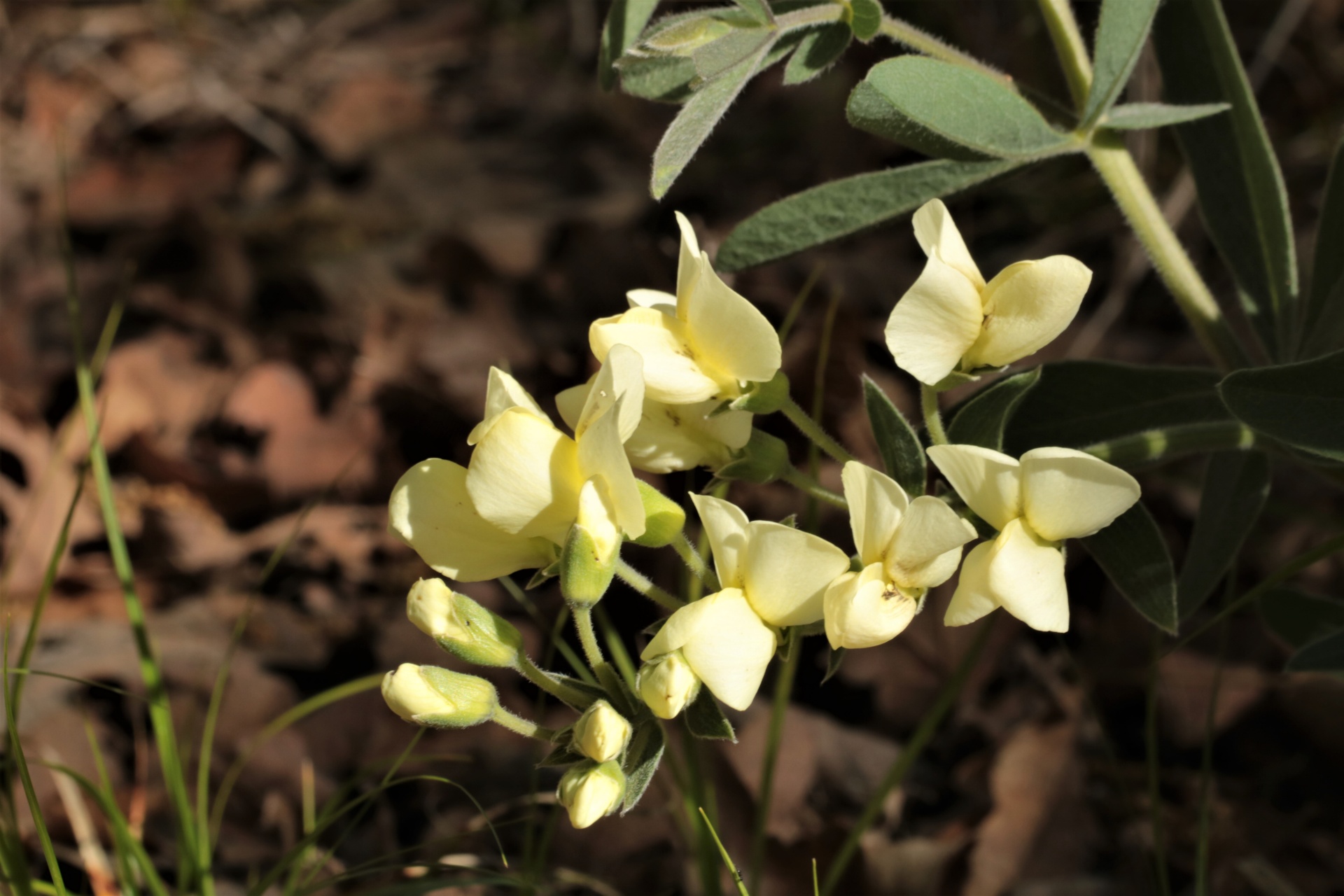 Cream Wild Indigo: A Prairie Gem in the Making – Iowa Native Gardener